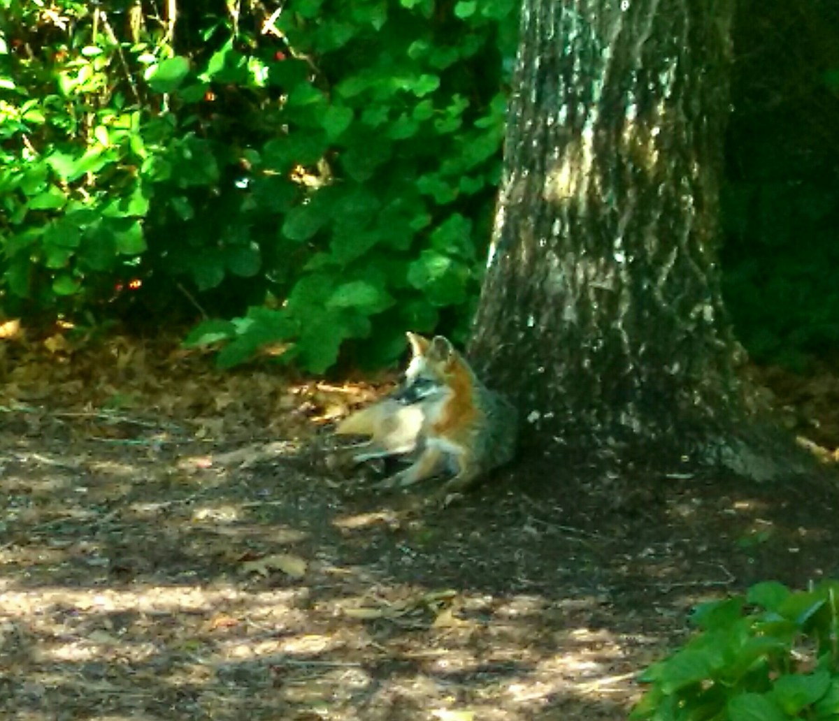 Crazy Like a Fox (Method to Jackal Madness) | Street Giraffes