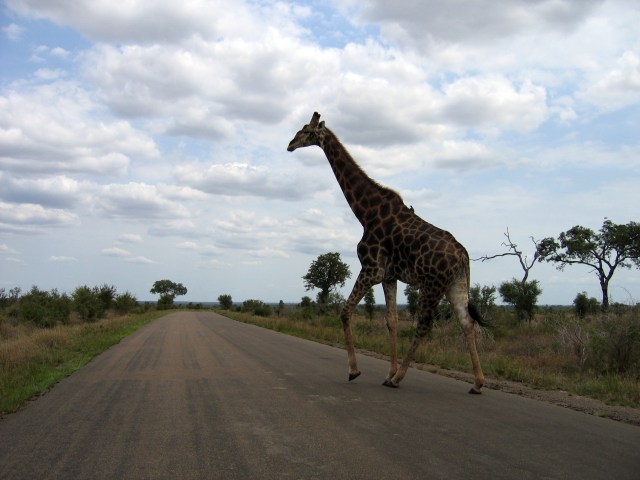 Street Giraffes | Experiments with Truth: Nonviolent Communication (NVC ...