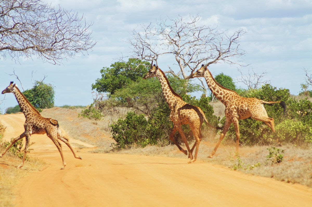 About | Street Giraffes